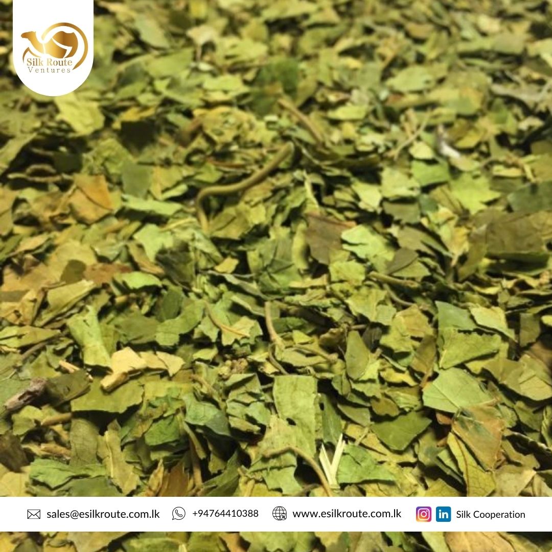 100% Natural dreid Gurmar (Masbedda) leaves whole from Sri Lanka ...