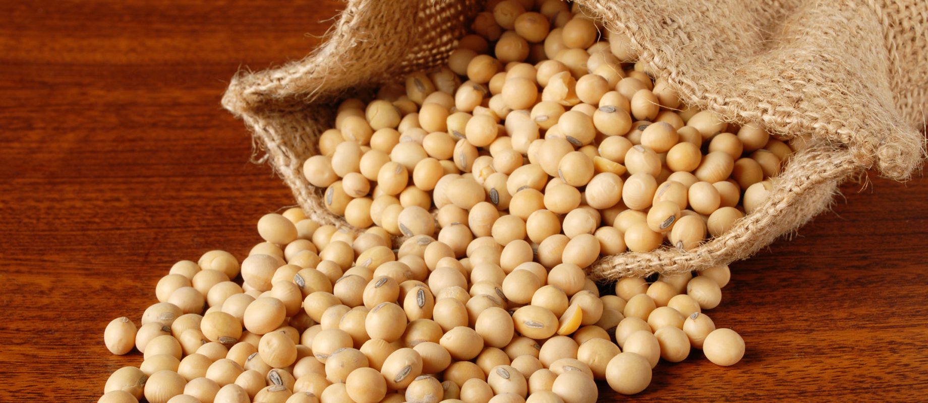 Organic & NON GMO Soybean | Ekowarehouse