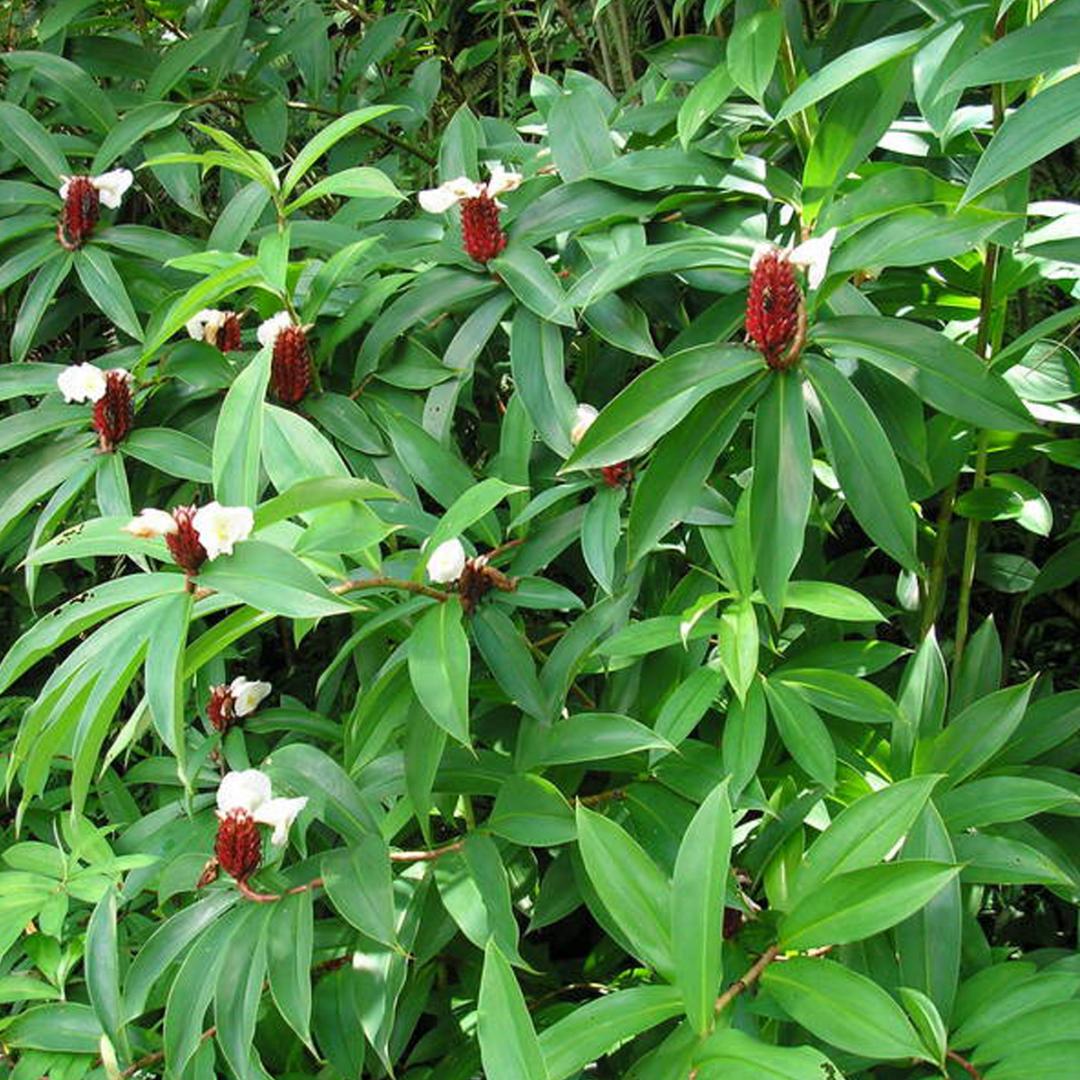 Organic Herb THEBU in Bulk from Sri Lanka | Ekowarehouse