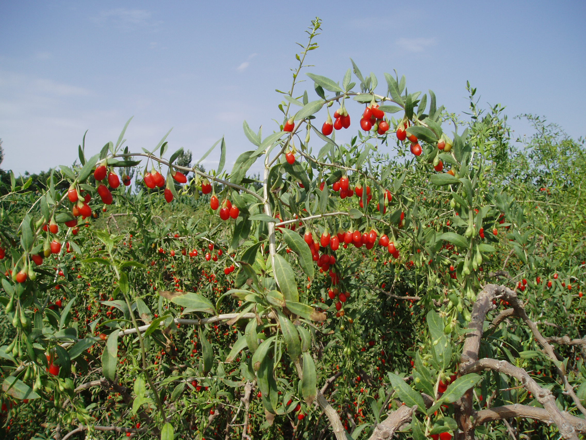 Organic Goji Berries | Ekowarehouse