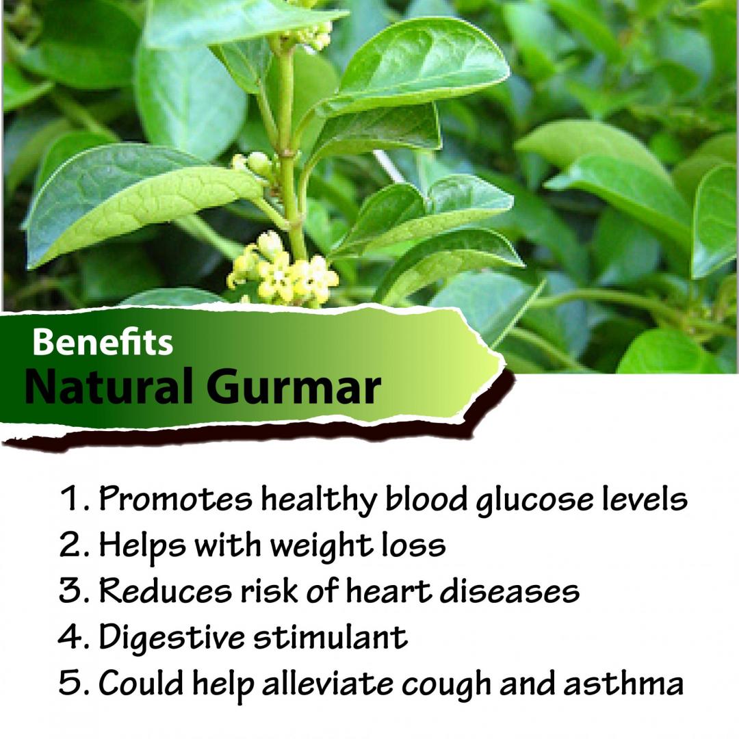 Organic Gurmar in Bulk for Wholesale price | Ekowarehouse