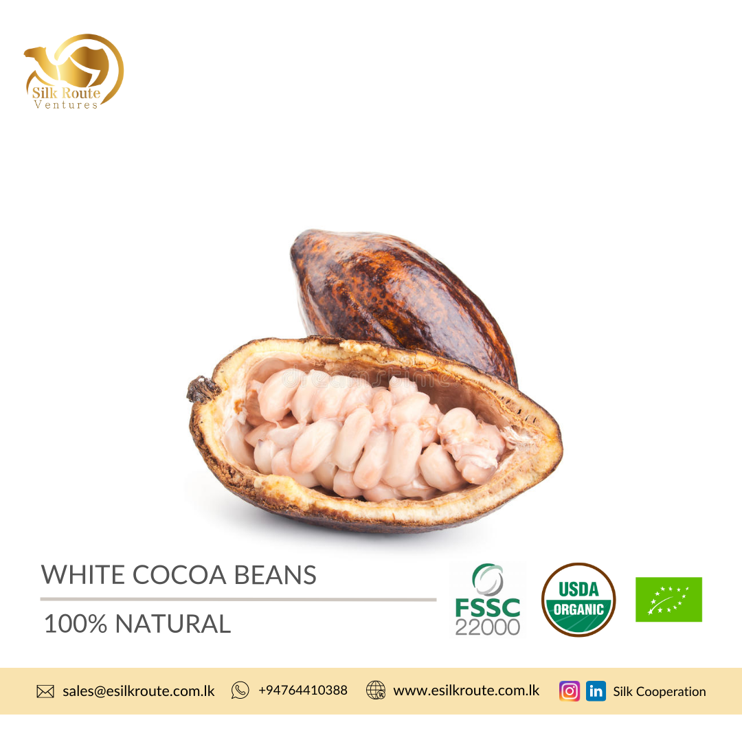 Premium Quality White Cocoa Beans from Sri Lanka | Ekowarehouse