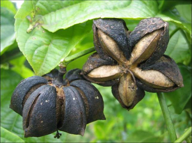 Sacha Inchi Powder, Organic | Ekowarehouse