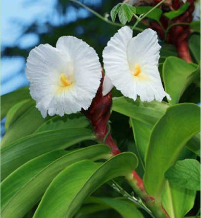 Organic Herb THEBU in Bulk from Sri Lanka | Ekowarehouse