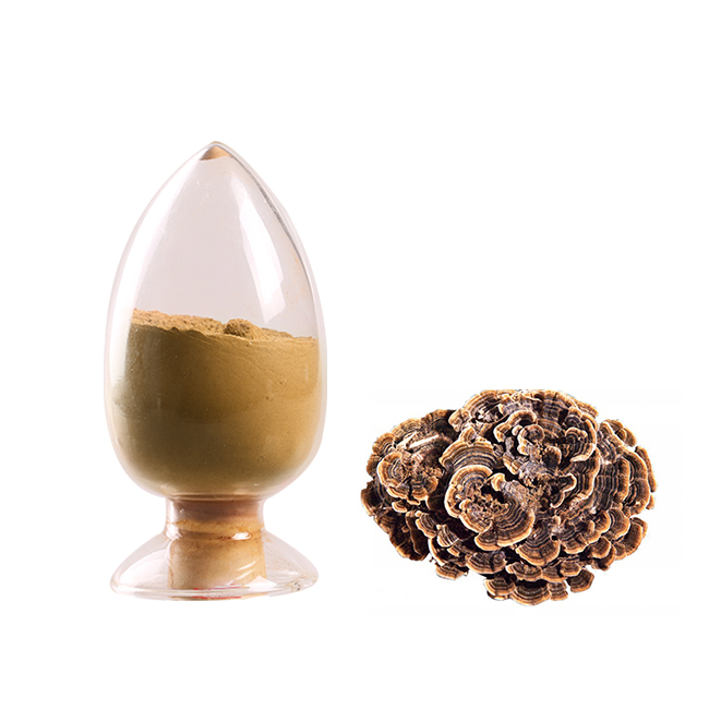 Organic Coriolus versicolor (Turkey Tail Mushroom) powder | Ekowarehouse