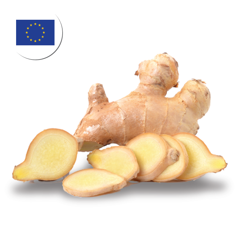 Premium quality Organic Ginger for Europe | Ekowarehouse