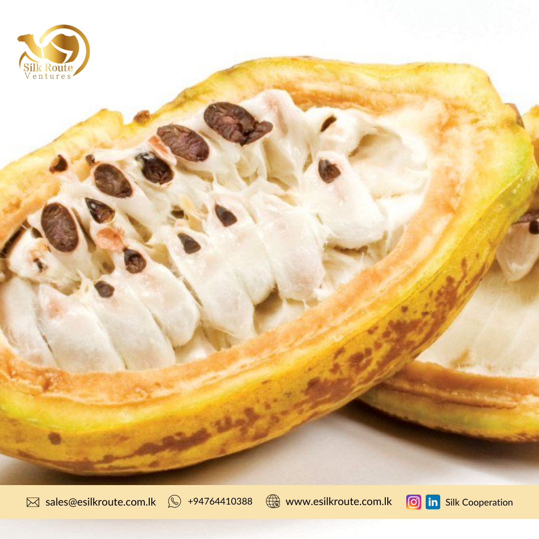 Premium Quality White Cocoa Beans from Sri Lanka | Ekowarehouse