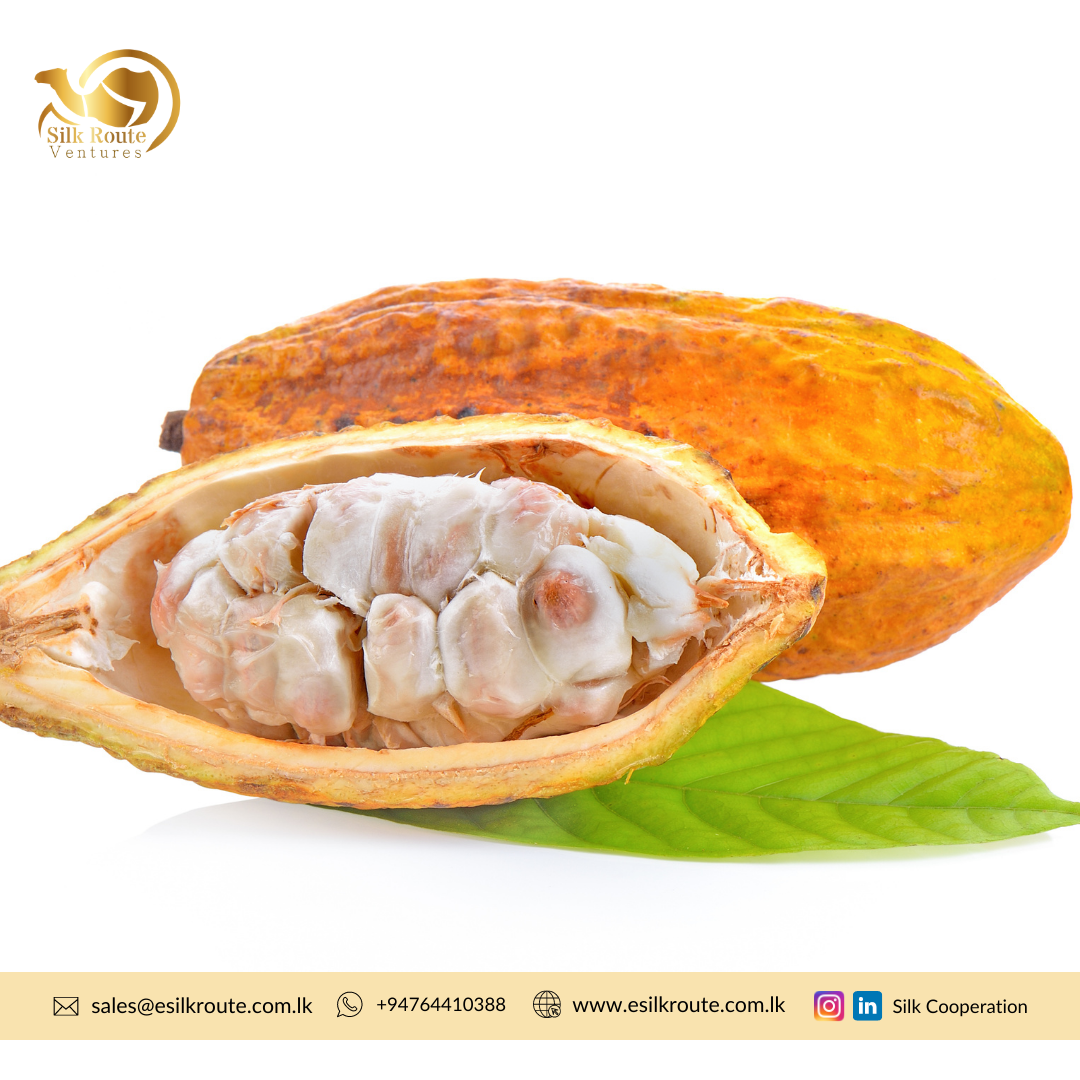 Sweeten White Cocoa Beans From Sri Lanka | Ekowarehouse