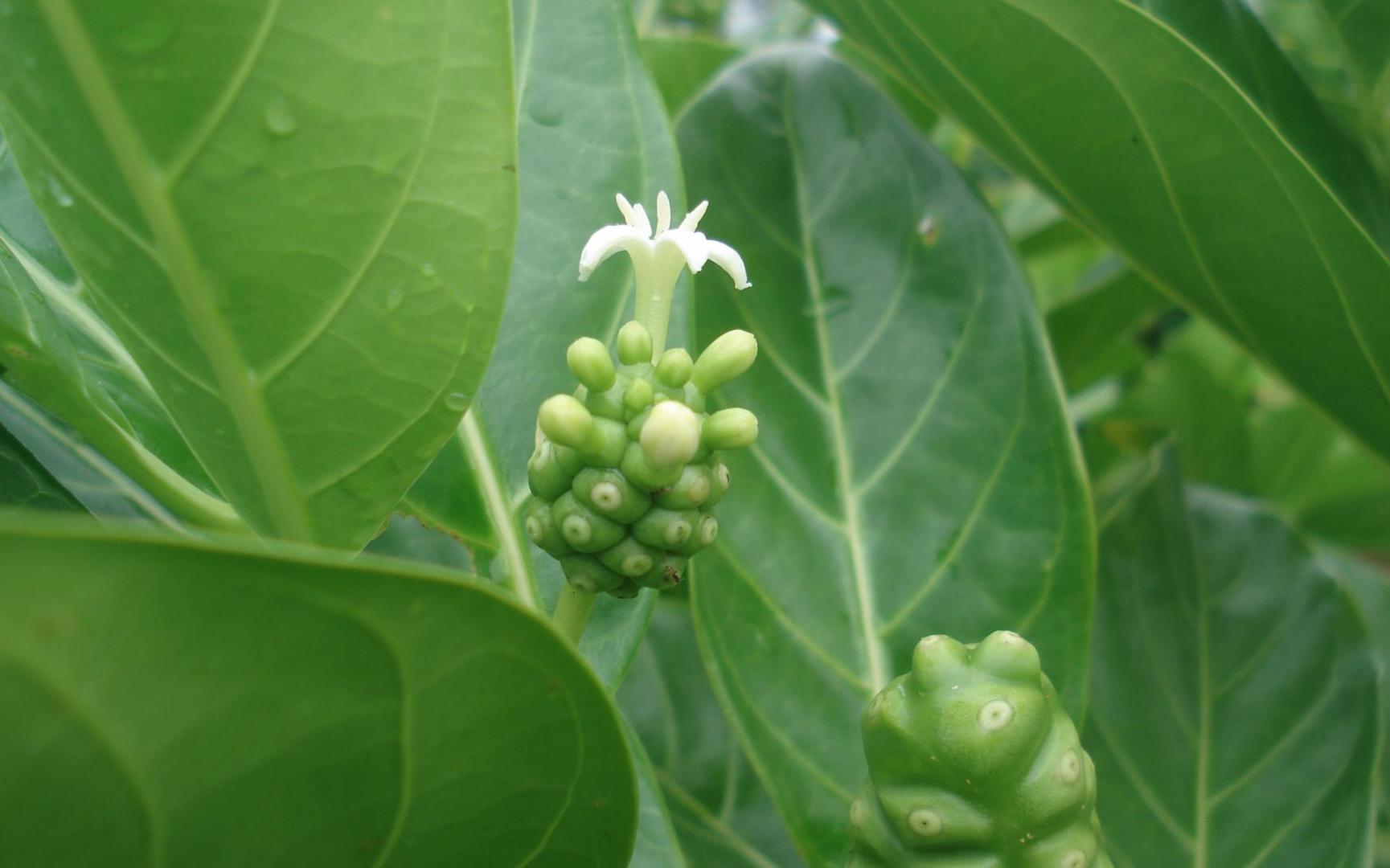 Organic Ahu/Noni Moringa citrifolia fruit Powder | Ekowarehouse
