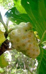 Organic Ahu/Noni Moringa citrifolia fruit Powder | Ekowarehouse