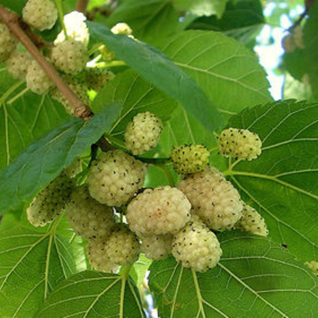 Organic White Mulberries | Ekowarehouse