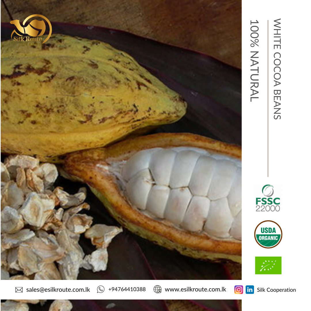 Premium Quality White Cocoa Beans from Sri Lanka | Ekowarehouse
